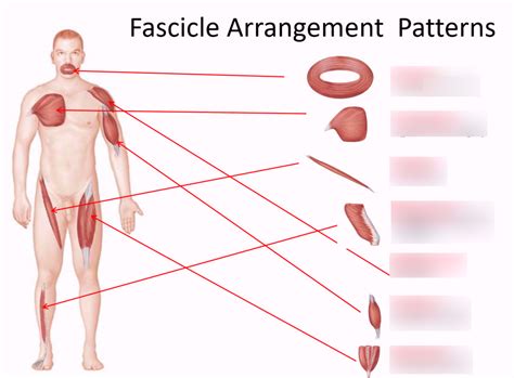Anatomy And Physiology I Lab Fascicle Arrangement Patterns Diagram Quizlet