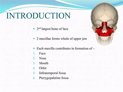 Maxilla Anatomy Development And Surgical Anatomy Pptx