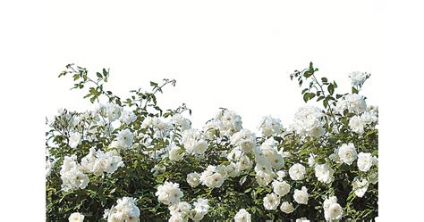 Какви са розите в градината Български Фермер