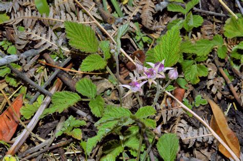 Rubus Niveus Eflora Of India
