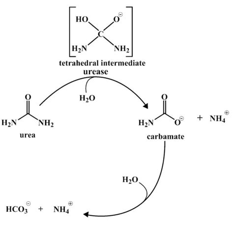 Bacterial Urease And Its Role In Long Lasting Human Diseases Pmc