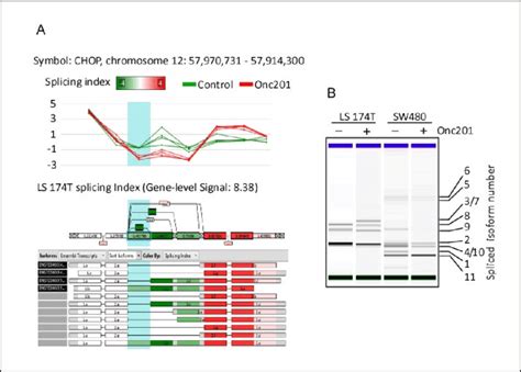 Alternative Spliced Variants Of Chop A A Computational Analysis