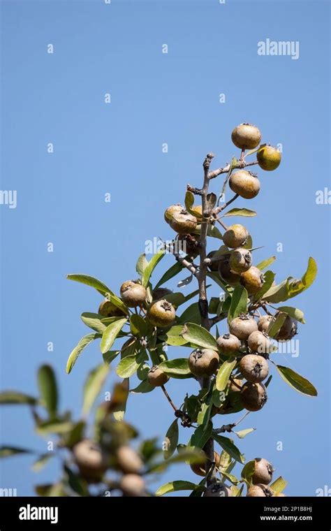 Pyrus Spinosa Pyrus Amygdaliformis The Almond Leaved Pear Fruit Tree