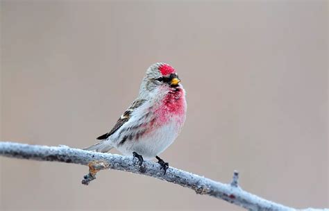 All You Need To Know About The Common Redpoll