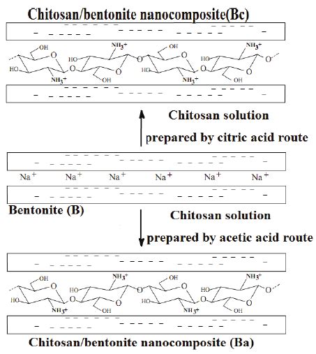 Schematic Structure Of Unmodified Bentonite And Chitosan Intercalated
