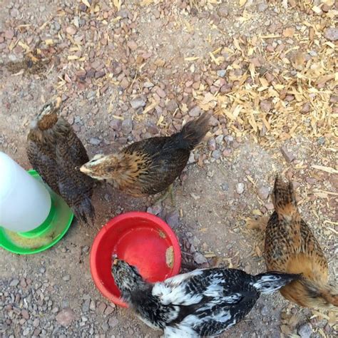 Bryce Bernier Youtube