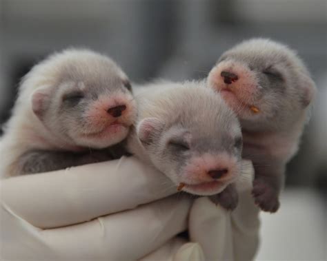 Ferret Breeders Tasmania At John Triche Blog
