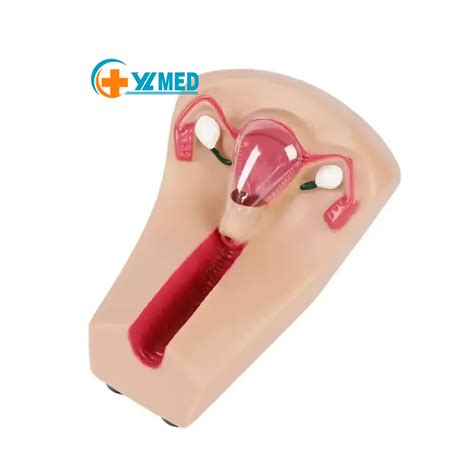 Female Contraceptive Guidance Training Model Medical Obstetrics