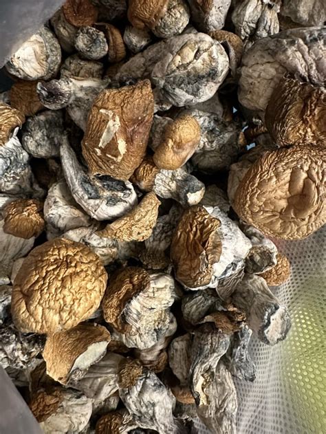 Melmac Pe The Og Rmagicmushrooms