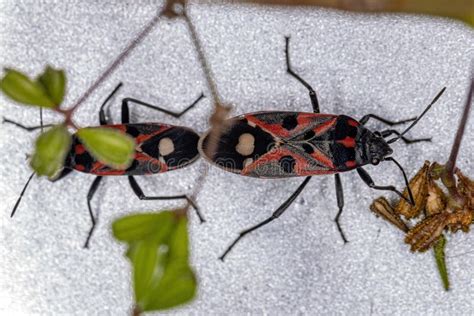 Adult Seed Bugs Stock Image Image Of Hexapod Coupling 238164383