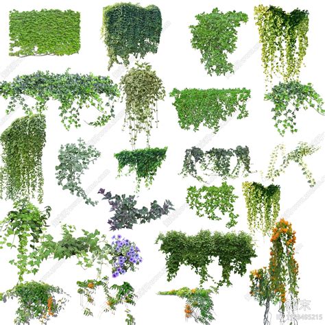 Psd免抠爬藤植物下载【id1153495215】undefined