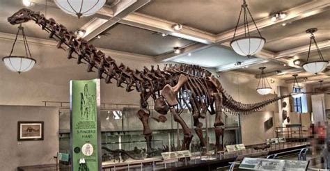 Brontosaurus Facts A Giant Sauropod Dinosaur Of The Jurassic Period