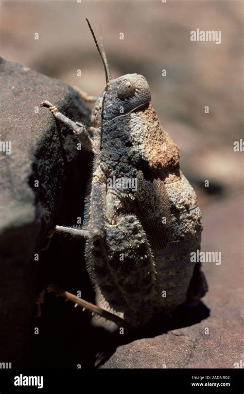 Stone Mimic Grasshopper Order Orthoptera Amongst Stones Photographed