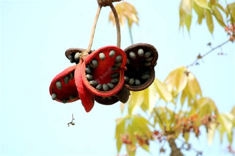 Premium Photo Close Up Of Sterculia Foetida Bastard Poon Tree Fruits