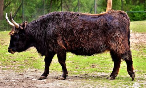 The Quest To Revive Extinct Aurochs To Restore Ancient Lands