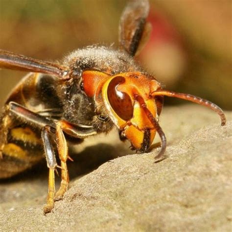 10 Most Venomous Insects In The World