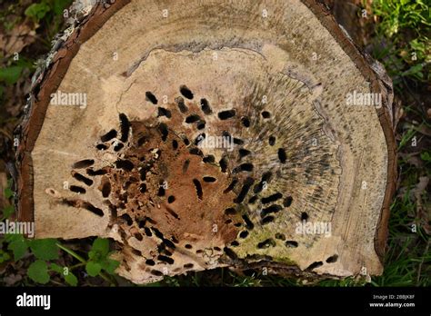 Carpenter Ants Hi Res Stock Photography And Images Alamy