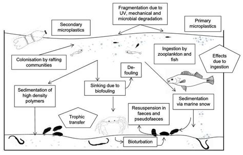 Potential Pathways For The Transport Of Microplastics And Its