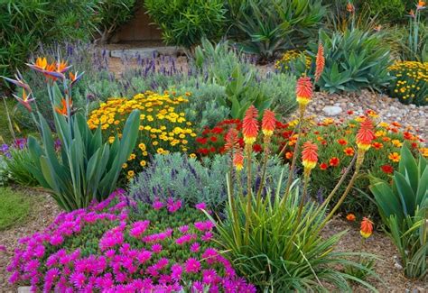 18 Drought Tolerant Plants Perfect For Dry Spots In Your Garden