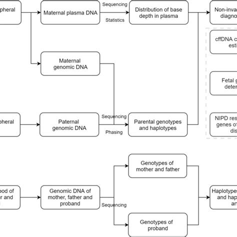 The Flow Charts Of Targeted Linked Read Sequencing And Proband Based Download Scientific