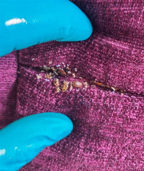 How To Find And Get Rid Of Bed Bugs In 7 Steps