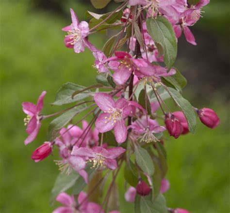 Ruby Tears™ Crabapple Natorps Online Plant Store