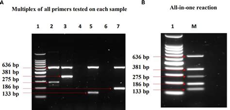 Frontiers A Multiplex Pcr Assay For The Differentiation Of Mycobacterium Tuberculosis Complex