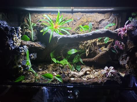 First Vivarium Build For Royal Python With Waterfall Creekbed Pond And Misting System R