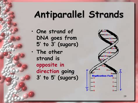Ppt The Structure Of Dna Powerpoint Presentation Free Download Id