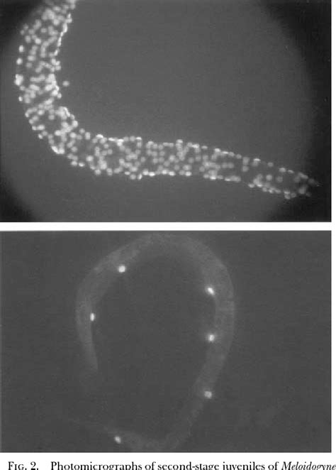 Pasteuria Ramosa Semantic Scholar
