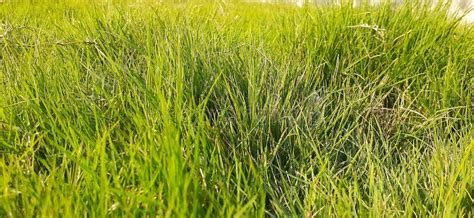Random Grass Texture Stock Image Image Of Texture Fields 213314801