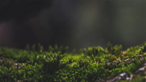 Bacteria Bricks And Biodiversity Integrating Microbial Science Into