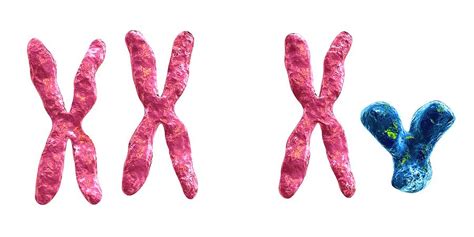 Sex Chromosomes By Science Photo Library
