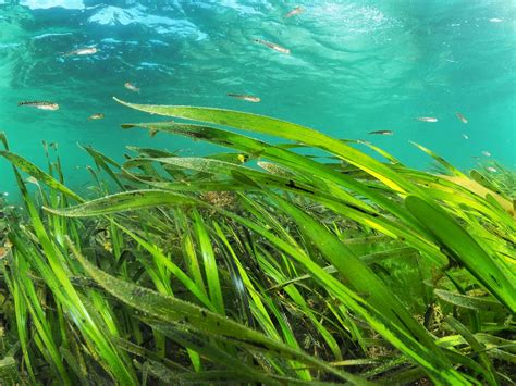 The Magic Of Seagrass Seagrass Is The Oceans Wild Savannah The