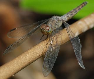 Brown Dragonfly Brown Dragonfly Resting On A Branch William Cho