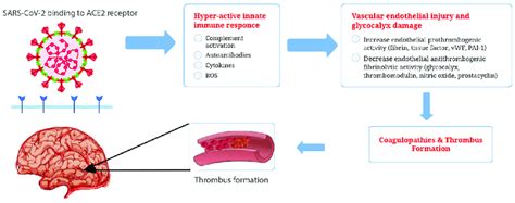 The Sars Cov 2 Virus May Cause Brain Pathology Through Both Direct And