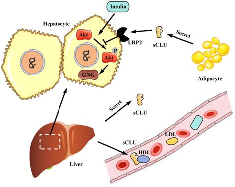 Clusterin Structure Function And Roles In Disease Pmc