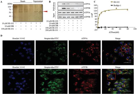 Target Identification And Validation Of Hi Derivatives A Silver Download Scientific Diagram