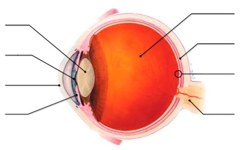 The Human Eye Diagram Quizlet