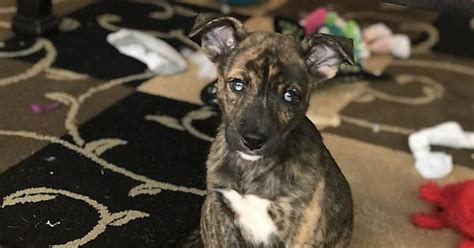 dutchie with each eye split into two different colors album on imgur