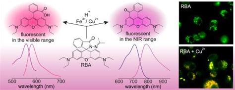 基于罗丹明 B 酰腙的 Fe Iii 和 Cu Ii 离子 Ph 敏感荧光传感器：活细胞中的传感机制和生物成像 Microchemical Journal X Mol