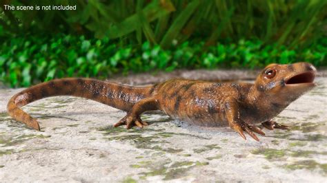 3d Iberian Ribbed Newt Rigged Turbosquid 2143556