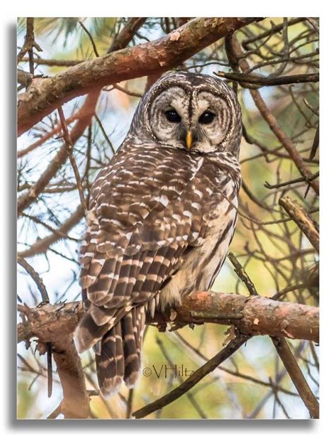 Barred Owl By Victor Hiltz In Michigan