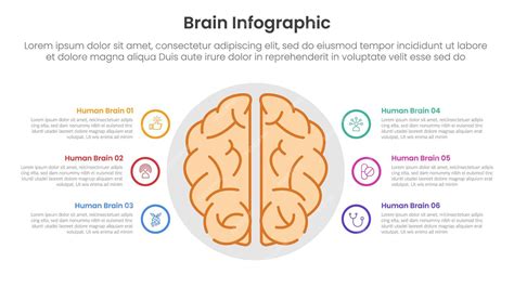 Plantilla De Infografía Del Cerebro Humano Banner Con Vista Superior En