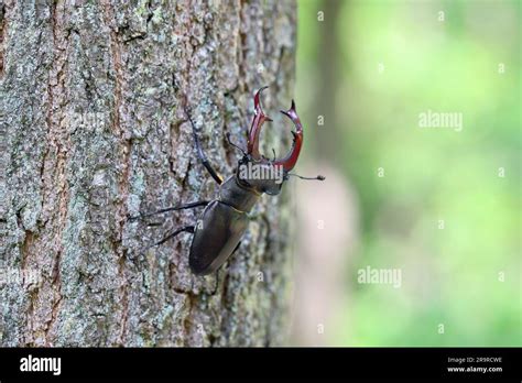 Stag Beetle Lucanus Cervus Is A Beetle Native To Europe Male On The