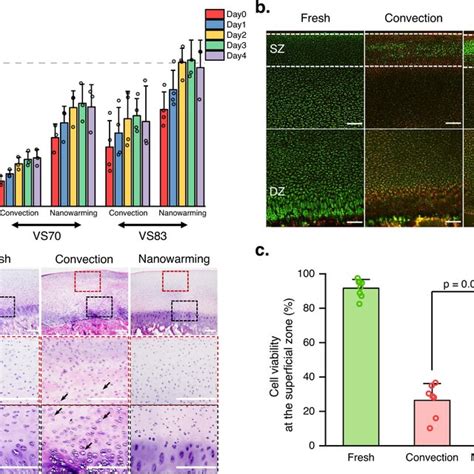 Large Oca Nanowarming And Ice Free Cryopreservation Vs Conventional