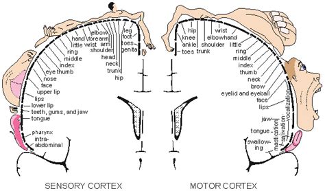 6 The Division Of Sensory Left And Motor Right Functions In The Download Scientific
