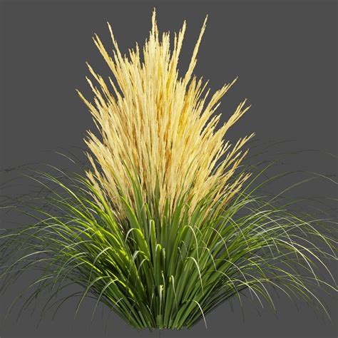 Artstation Collection Plant Vol 383 Grass Outdoor Switchgrass