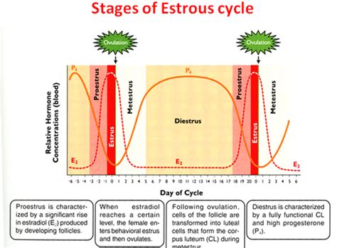 Reproductive Cyclicity Flashcards Quizlet