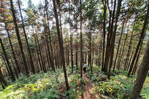 Oxford Principles For Net Zero Aligned Carbon Offsetting Nature Based
